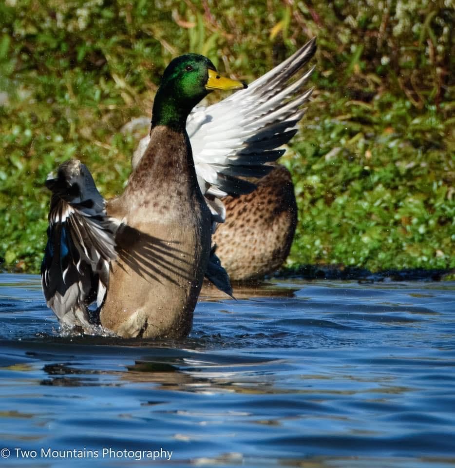 Pictures of Birds on Our Lake by George A. Gilland – University Estates HOC